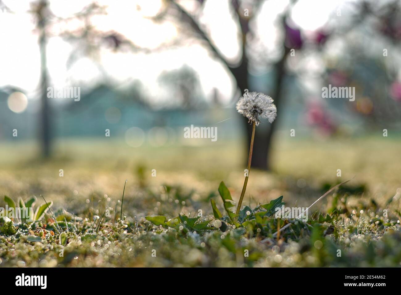 Closeup shot of a dandelion in the fields Stock Photo - Alamy
