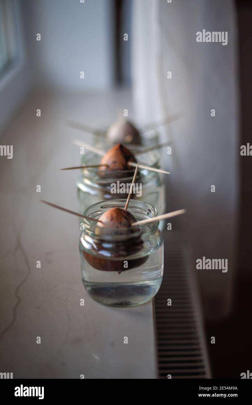 Three avocado seed in a glass with water first growth stage of the ...