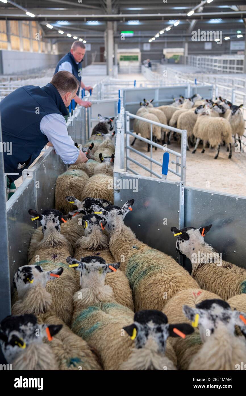 Farmers sorting sheep through a race in an agricultural shed ...