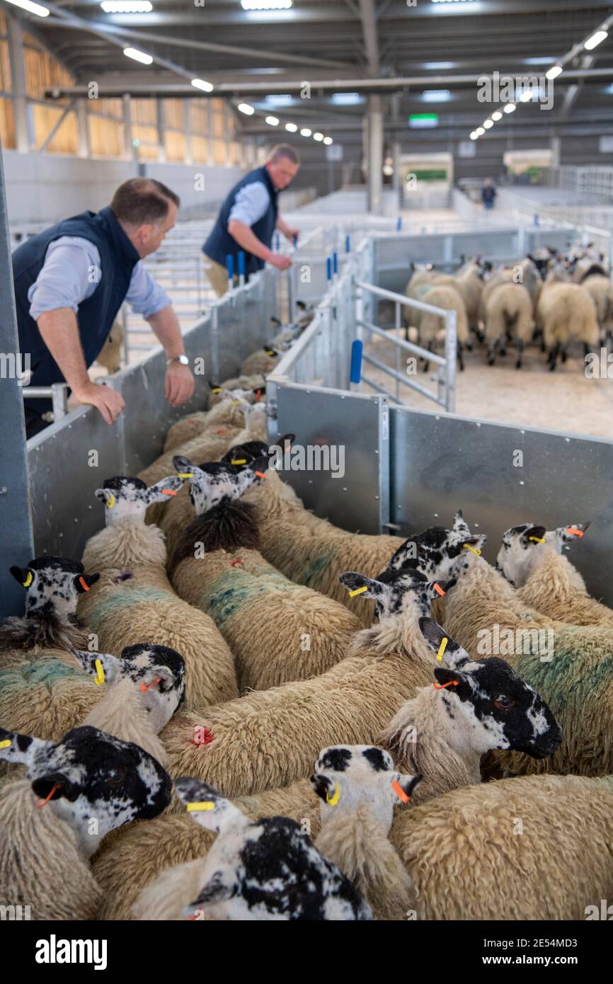 Farmers sorting sheep through a race in an agricultural shed ...
