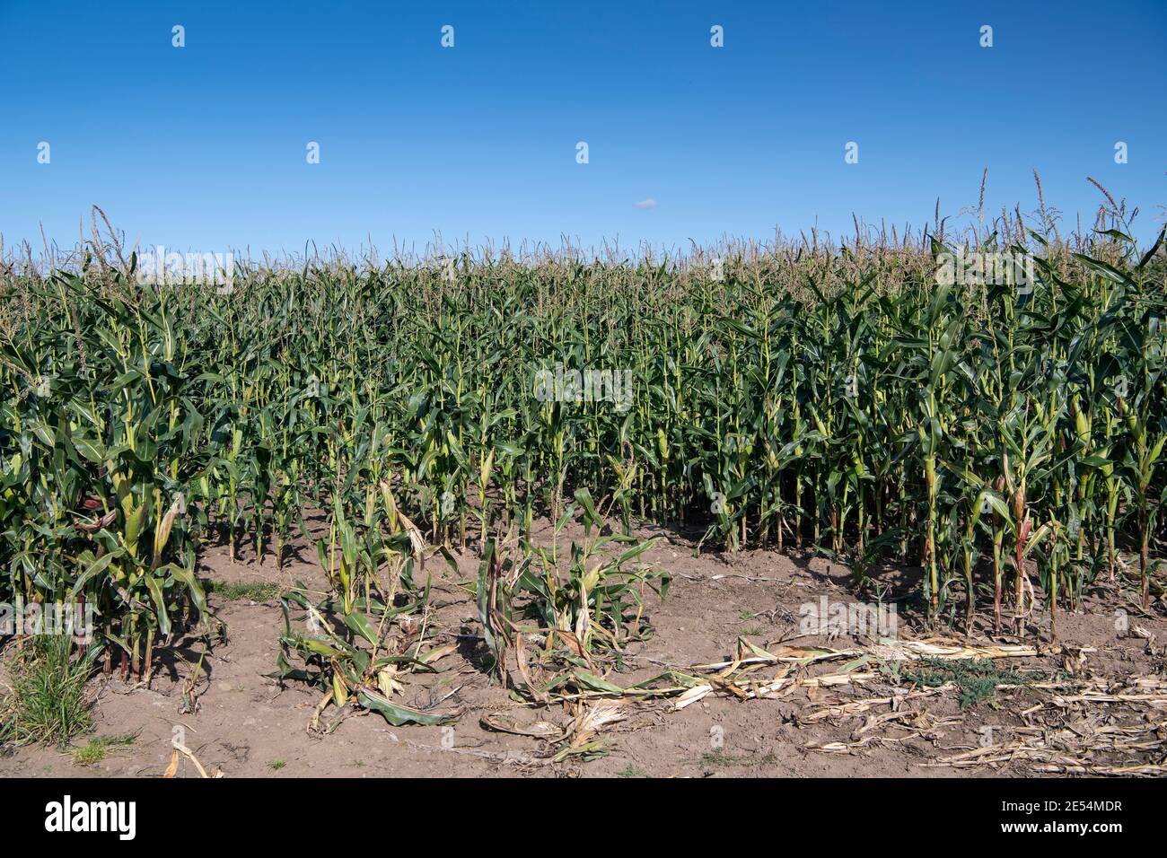 Animal feed maize hi-res stock photography and images - Alamy