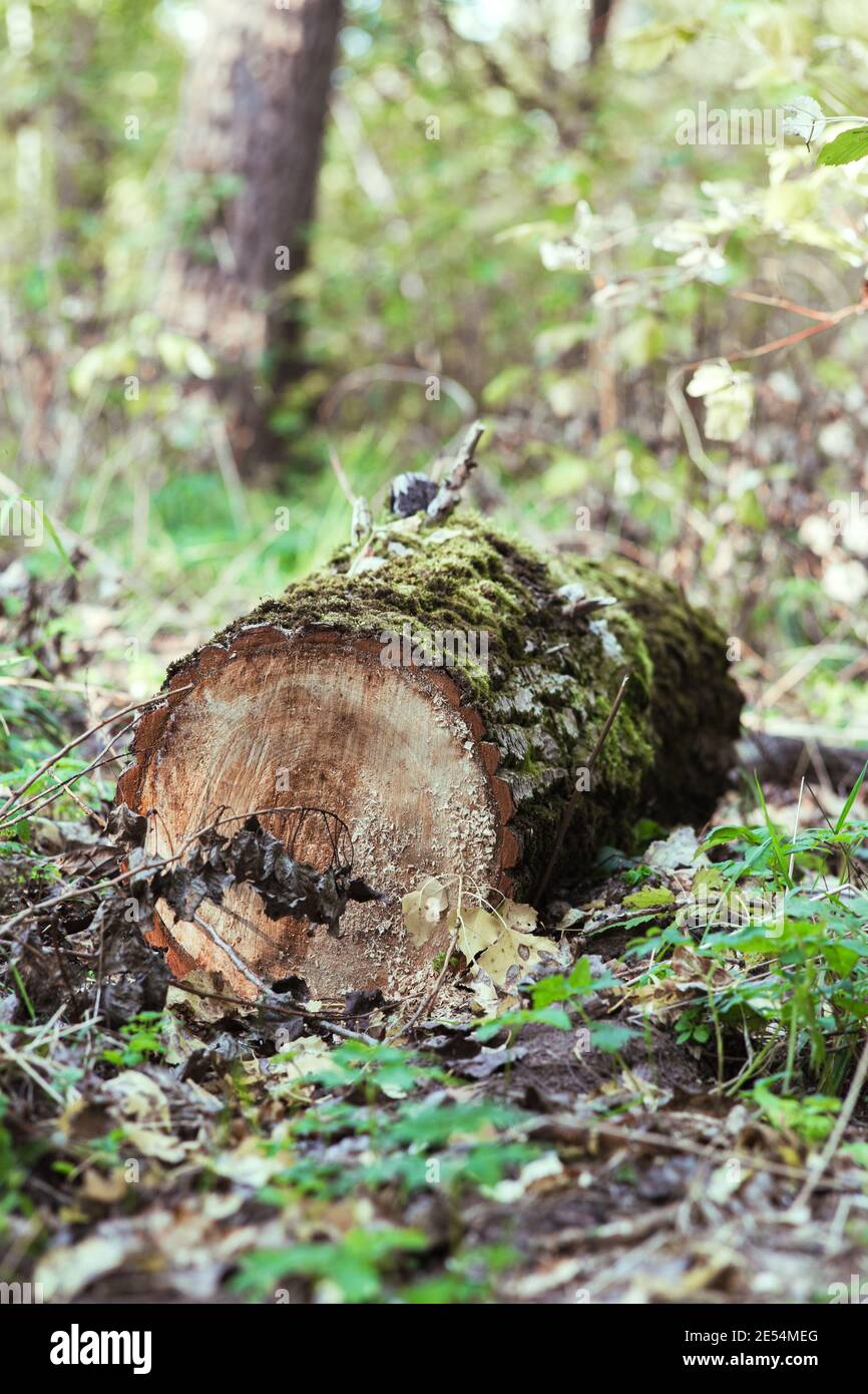 A log lying in the forest on the ground Stock Photo - Alamy