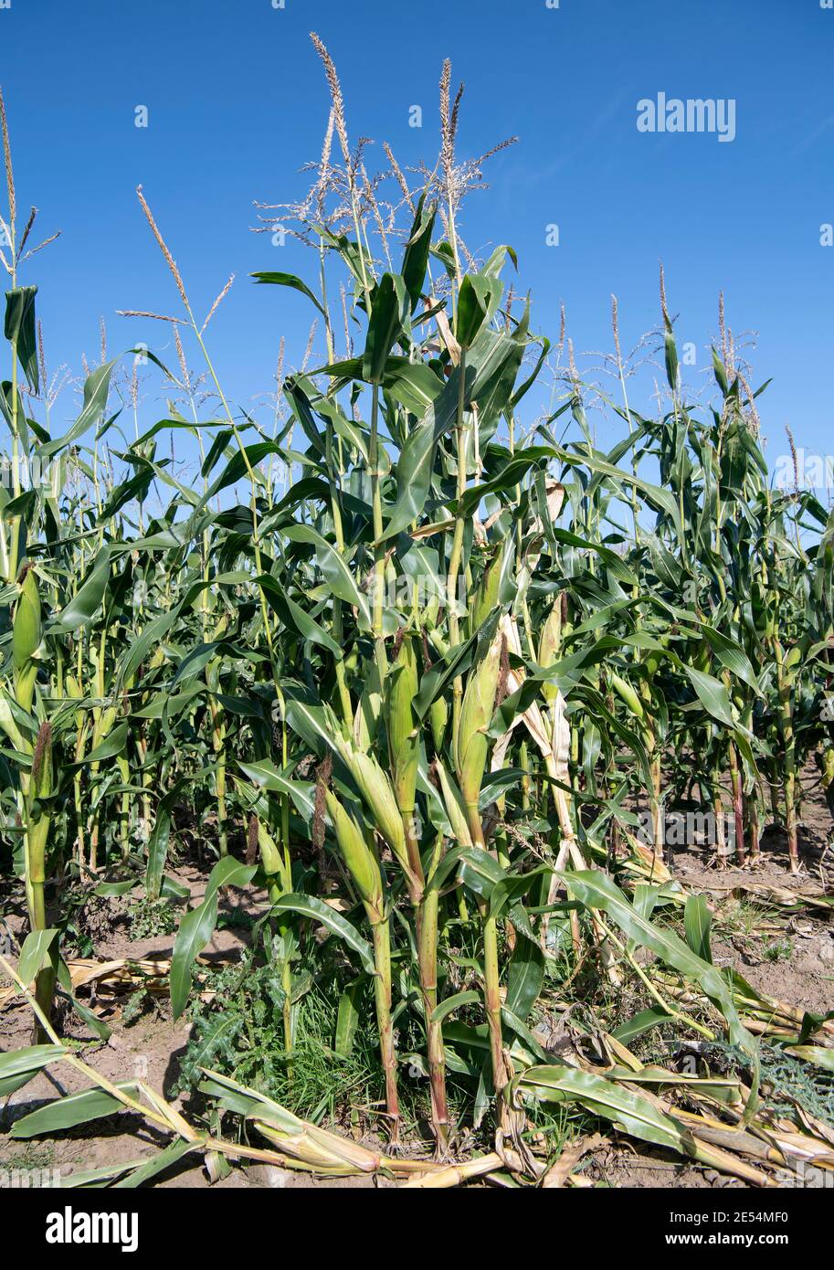 Crop of maize growing in filed, nearly ready to harvest as winter feed ...