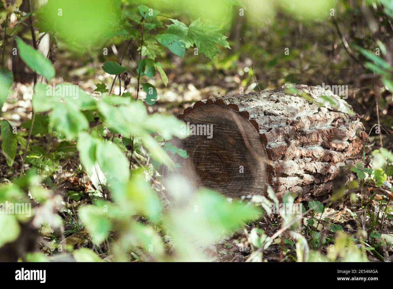 A log lying in the forest on the ground Stock Photo - Alamy