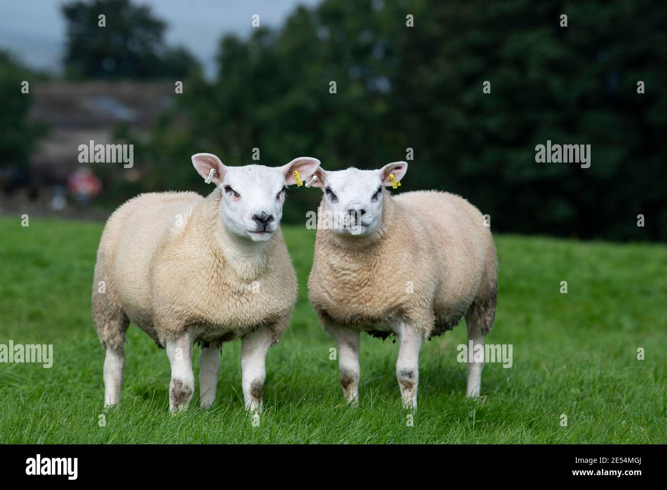 Texel ram lambs on upland pasture, North Yorkshire, UK Stock Photo - Alamy