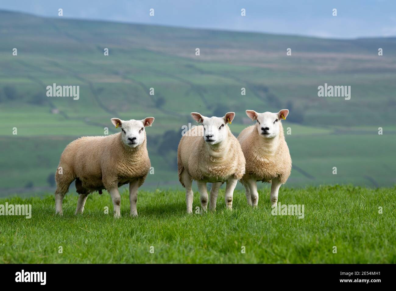 Texel ram lambs on upland pasture, North Yorkshire, UK Stock Photo - Alamy