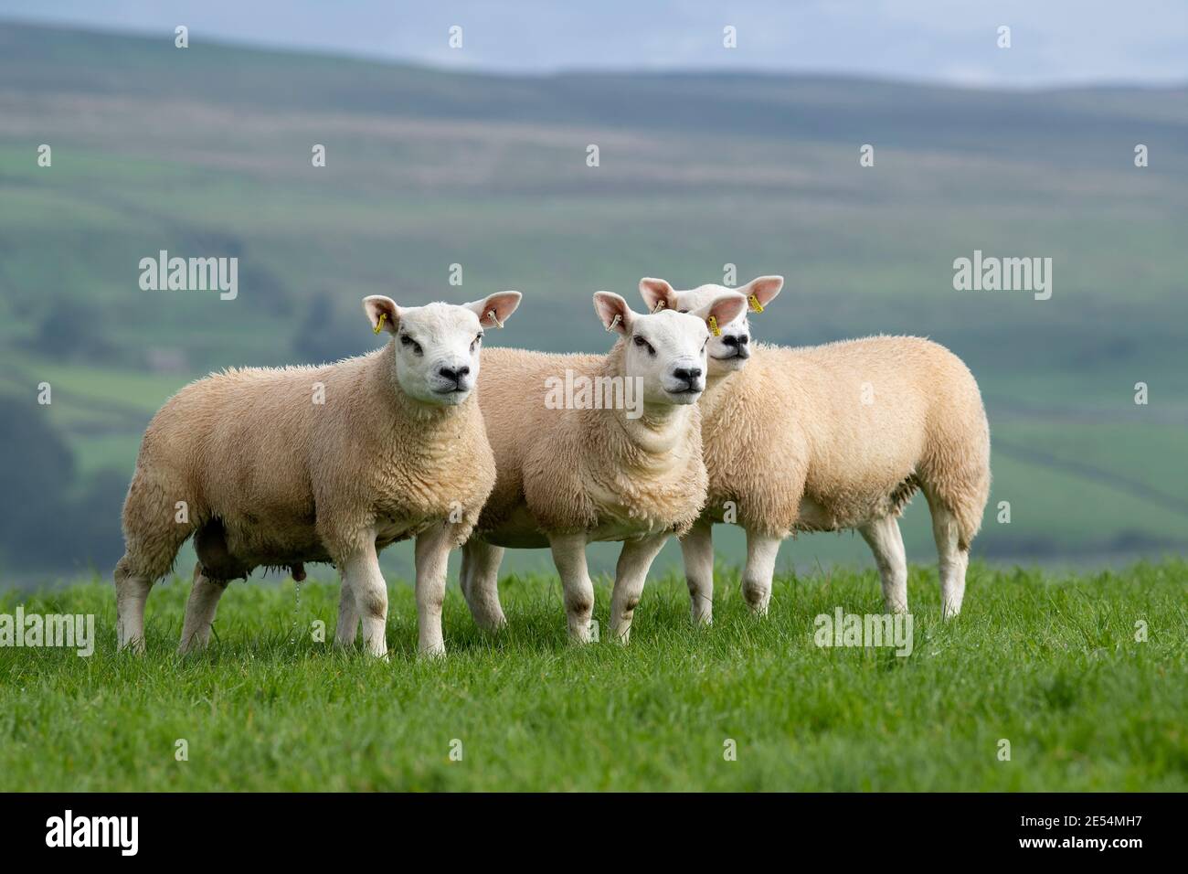 Texel ram lambs on upland pasture, North Yorkshire, UK Stock Photo - Alamy
