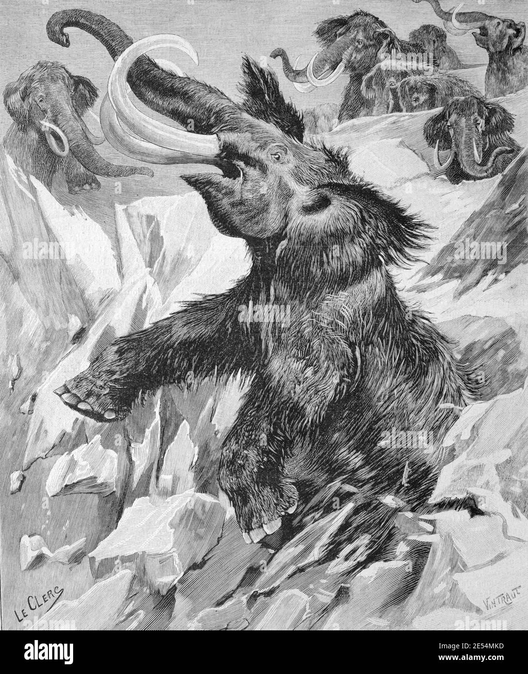 Death of a Woolly Mammoth, Mammuthus primigenius, in Broken Ice Floe ...