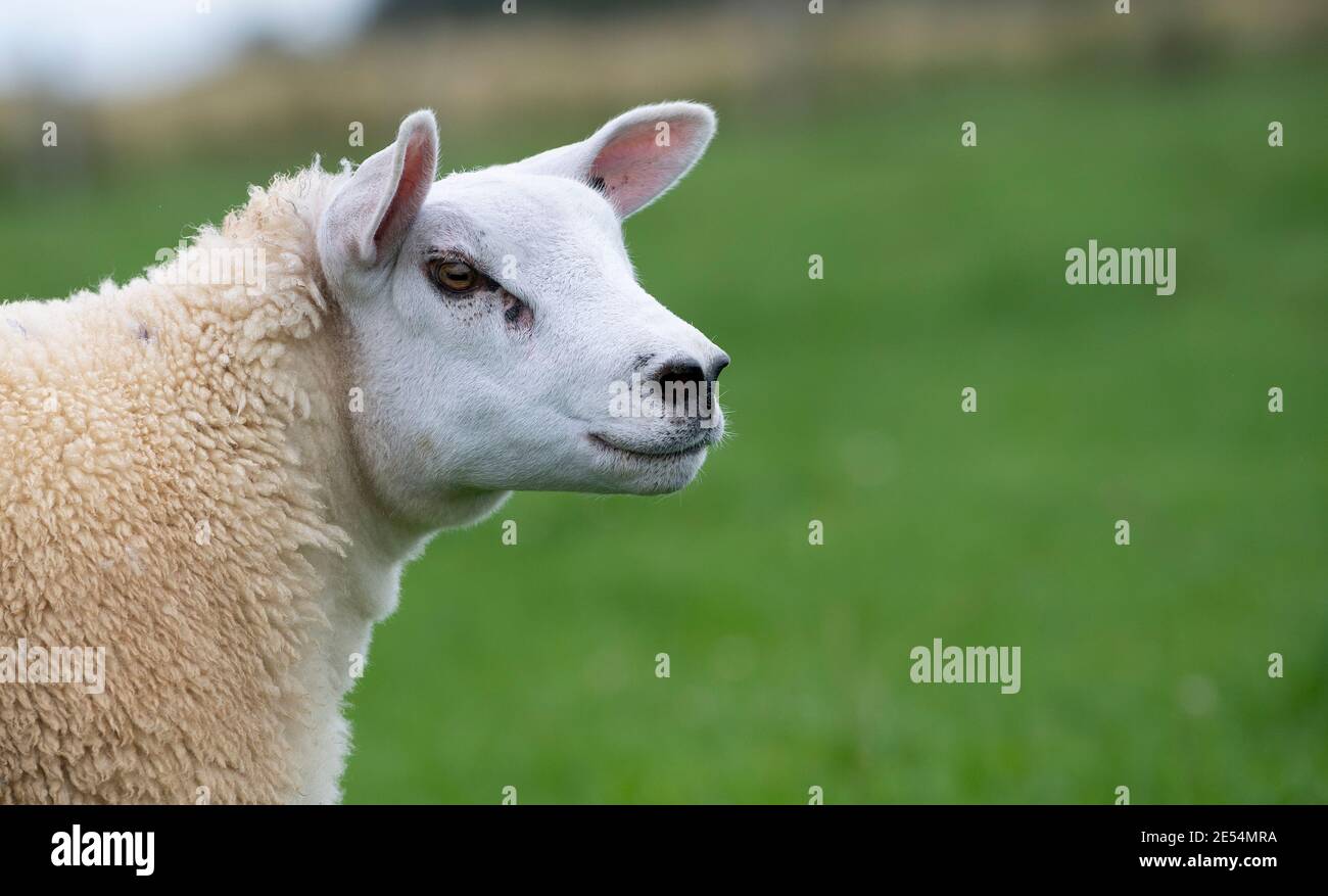 Old gimmer hi-res stock photography and images - Alamy