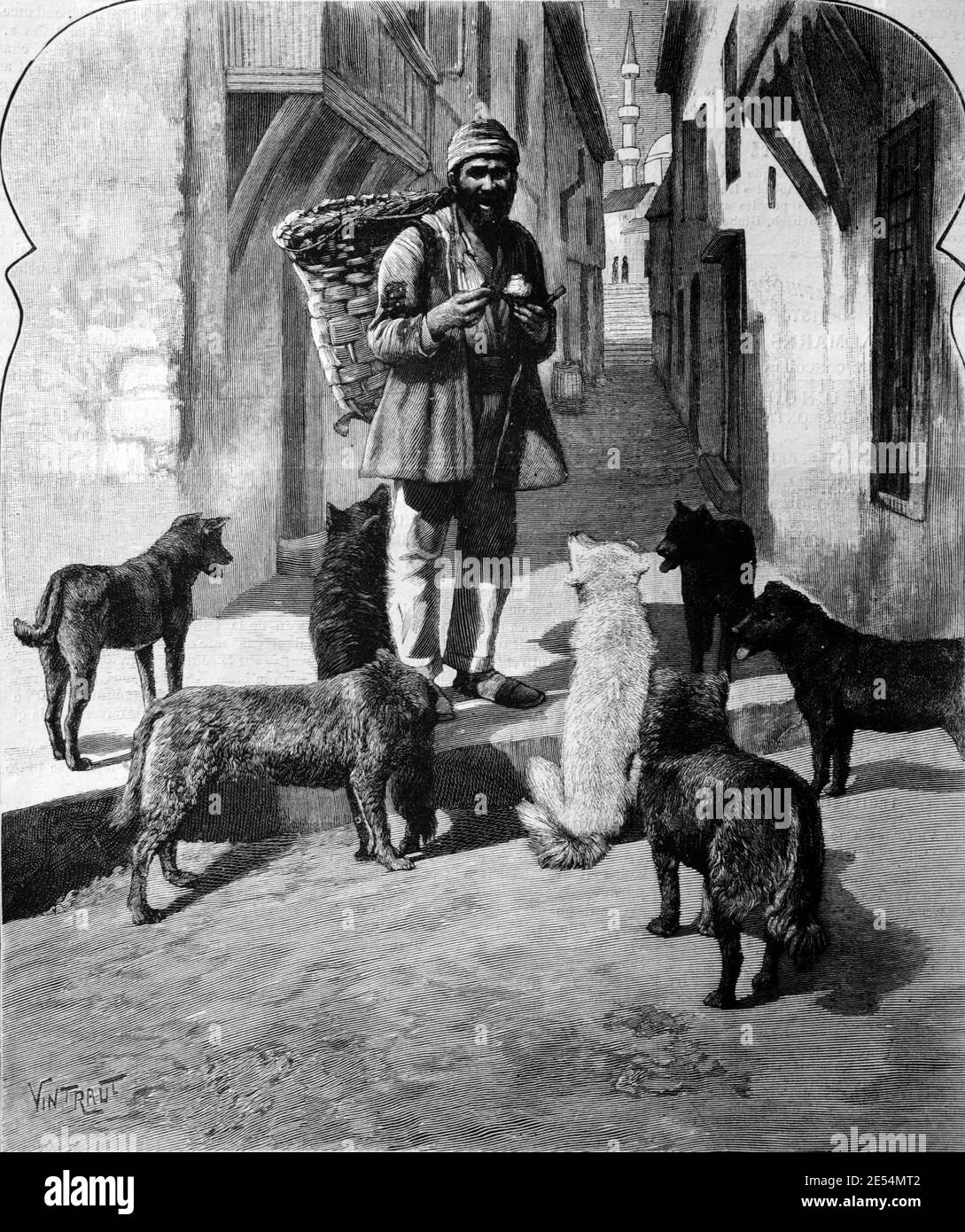 Street Scene with Wild or Feral Dogs in the Old Town or Old City of ...