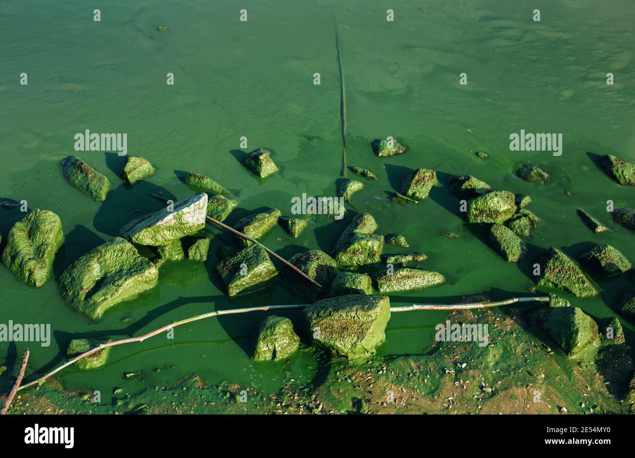 Stream and algae covered rocks hi-res stock photography and images - Alamy