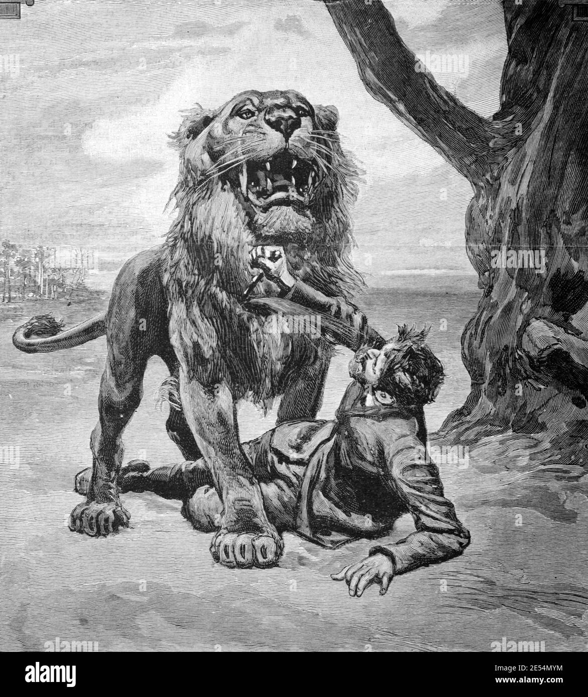 Lion attack hi-res stock photography and images - Alamy