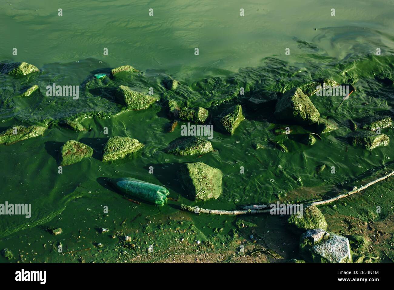 Green dirty river surface with rocks and algal blooms, plastic garbage ...