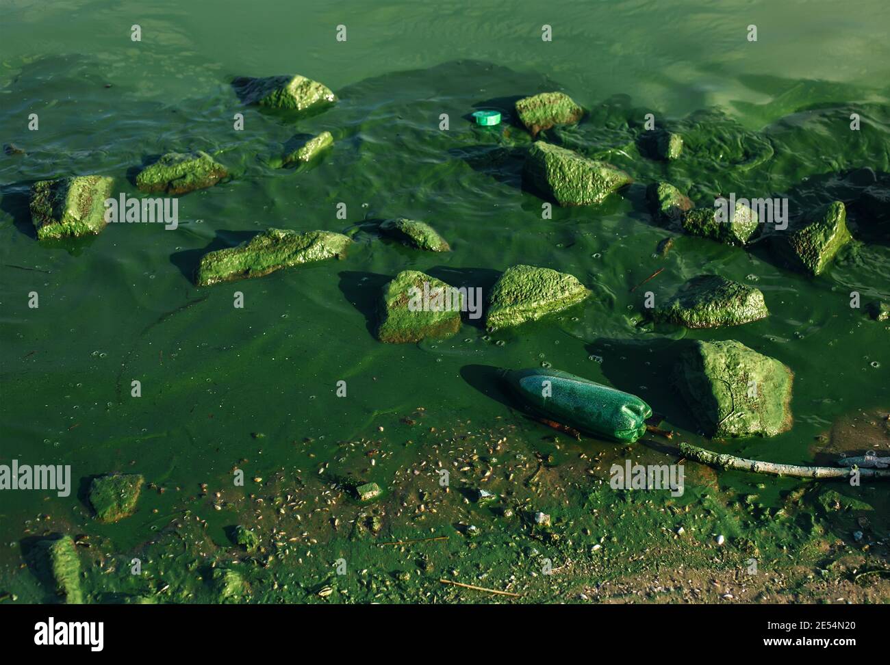 River landscape with green bloom water, algae plants, rocks and plastic ...