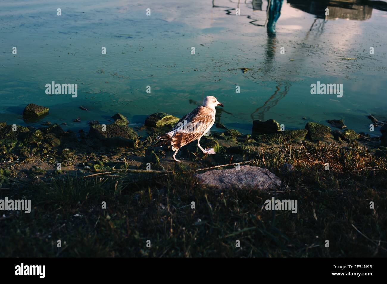Cute walking young river gull with webbed feet in sun light, nature and ...