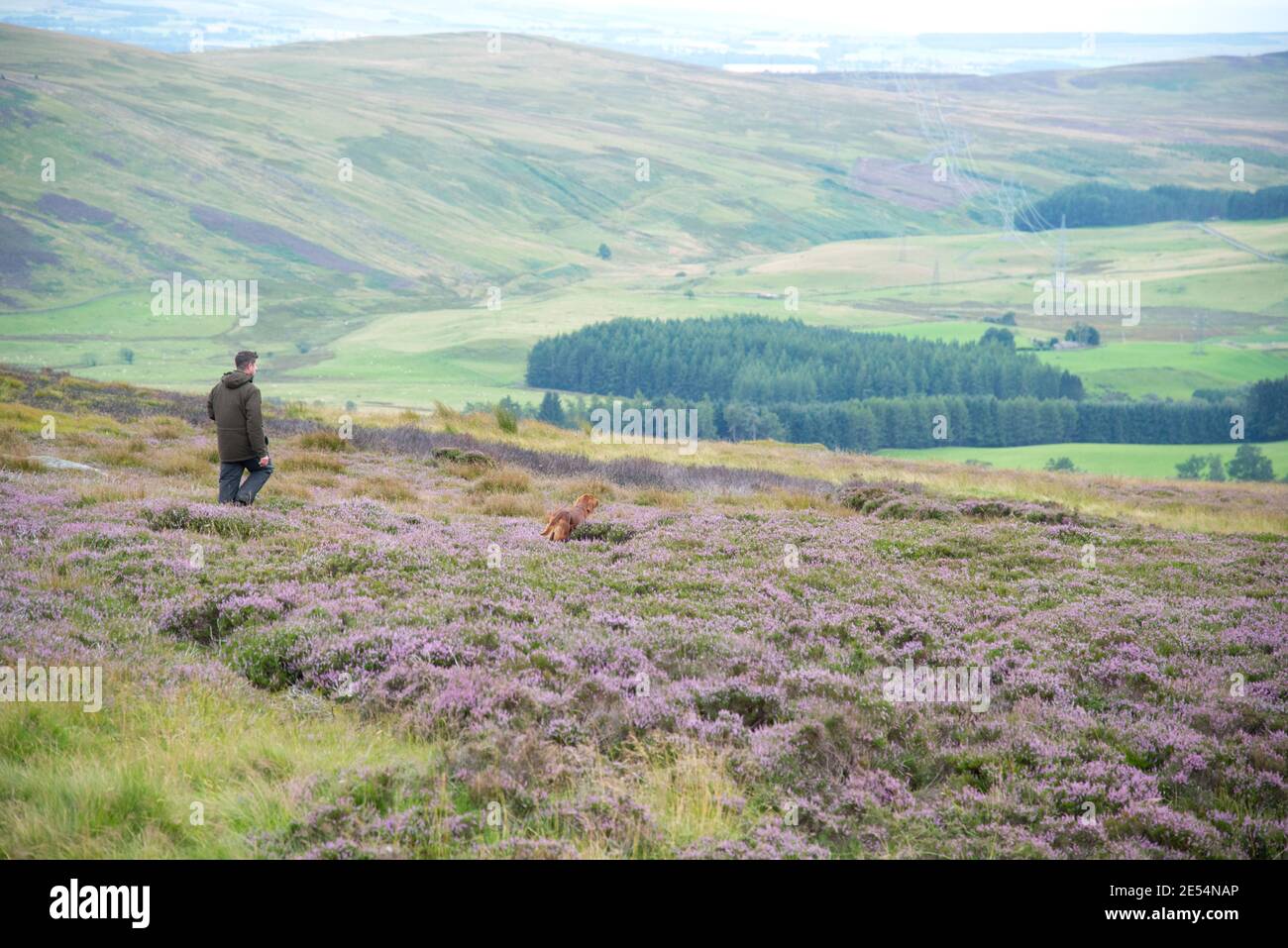 Grouse beating on a Scottish moor Stock Photo - Alamy