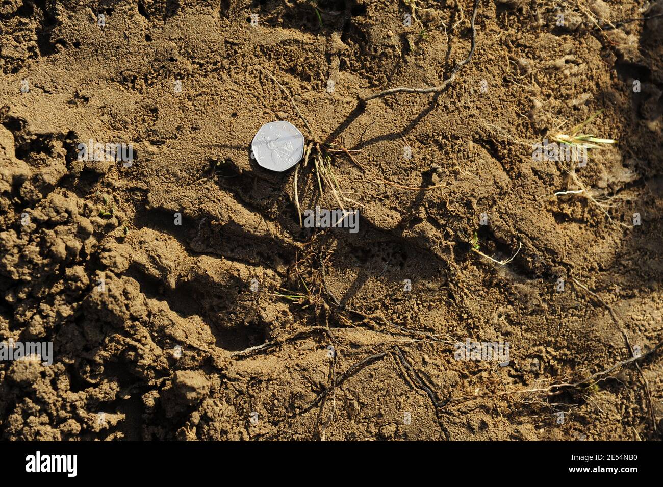 Beaver foot hi-res stock photography and images - Alamy