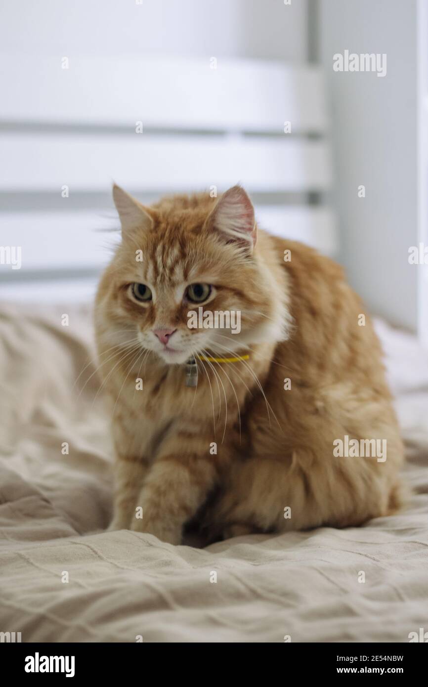 Ginger long haired cat hi-res stock photography and images - Alamy