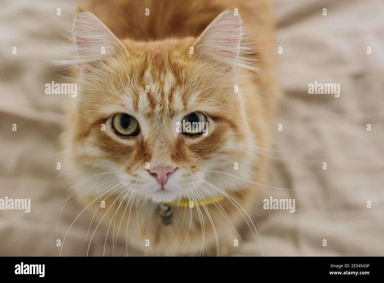 Long haired ginger white cat hi-res stock photography and images - Alamy