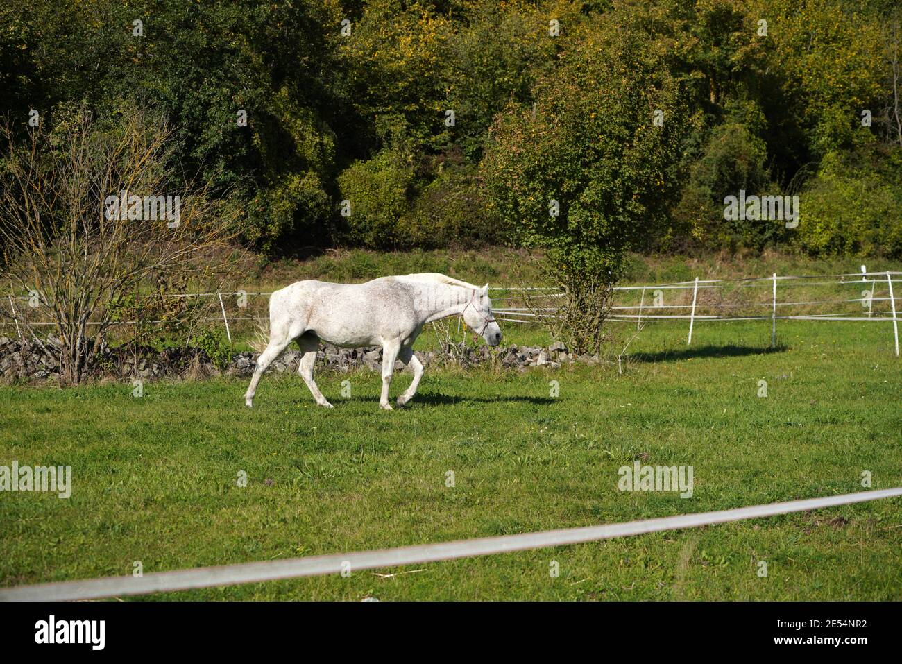 Fantastic shot of a beautiful white horse in a green field Stock Photo ...