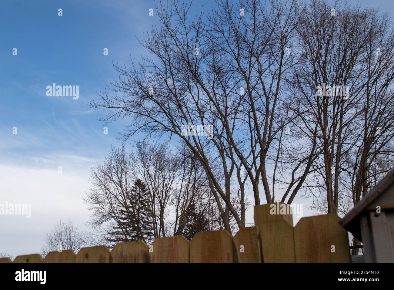 Winter skies and trees in Michigan Stock Photo - Alamy