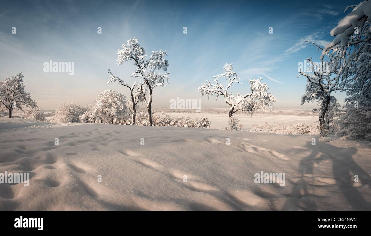 Lonely tree in a frozen landscape hi-res stock photography and images ...