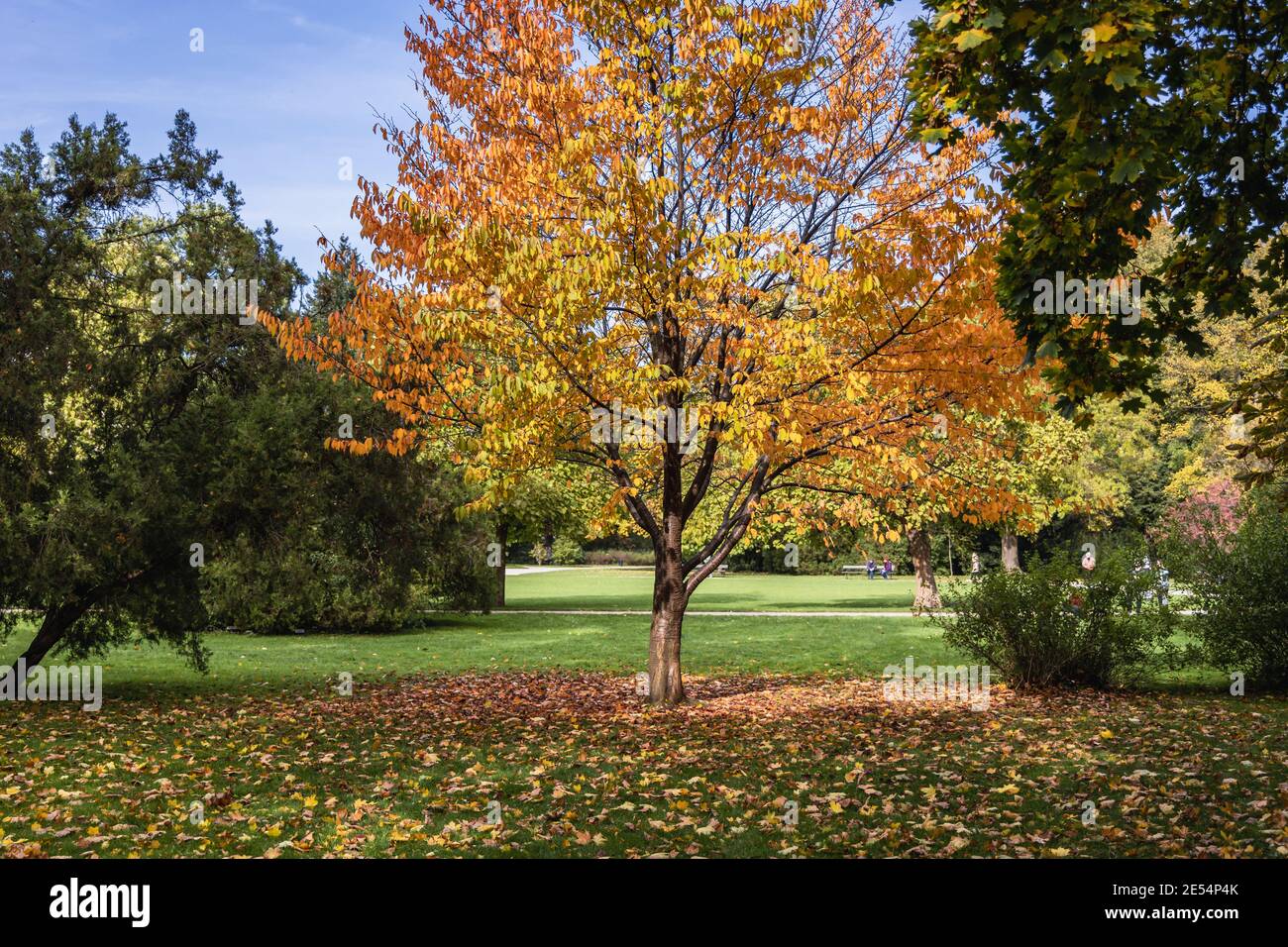 Autumnal tree in Lazienkowski Park also called Lazienki Park - Royal ...