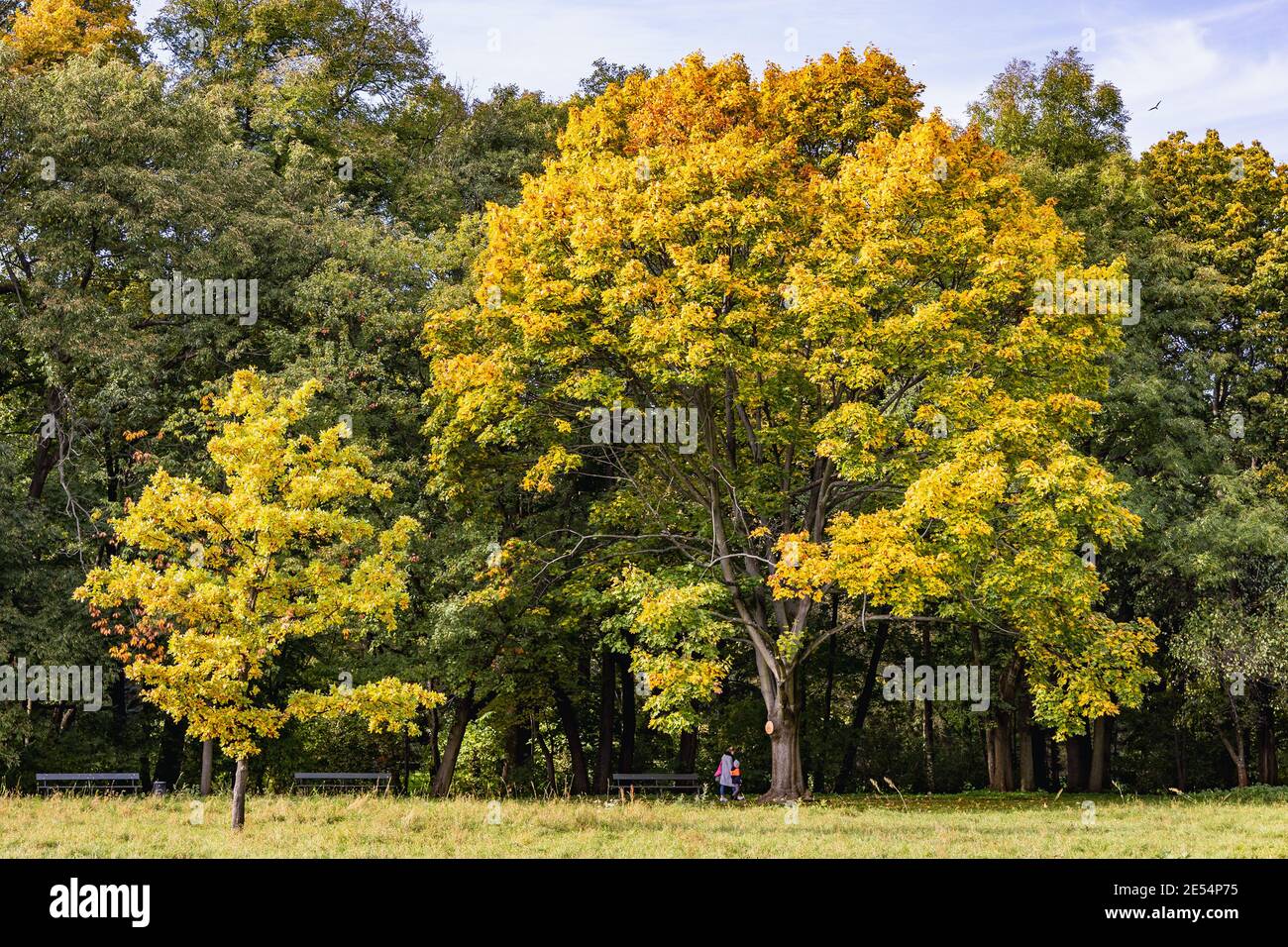 Maple tree in Lazienkowski Park also called Lazienki Park - Royal Baths ...