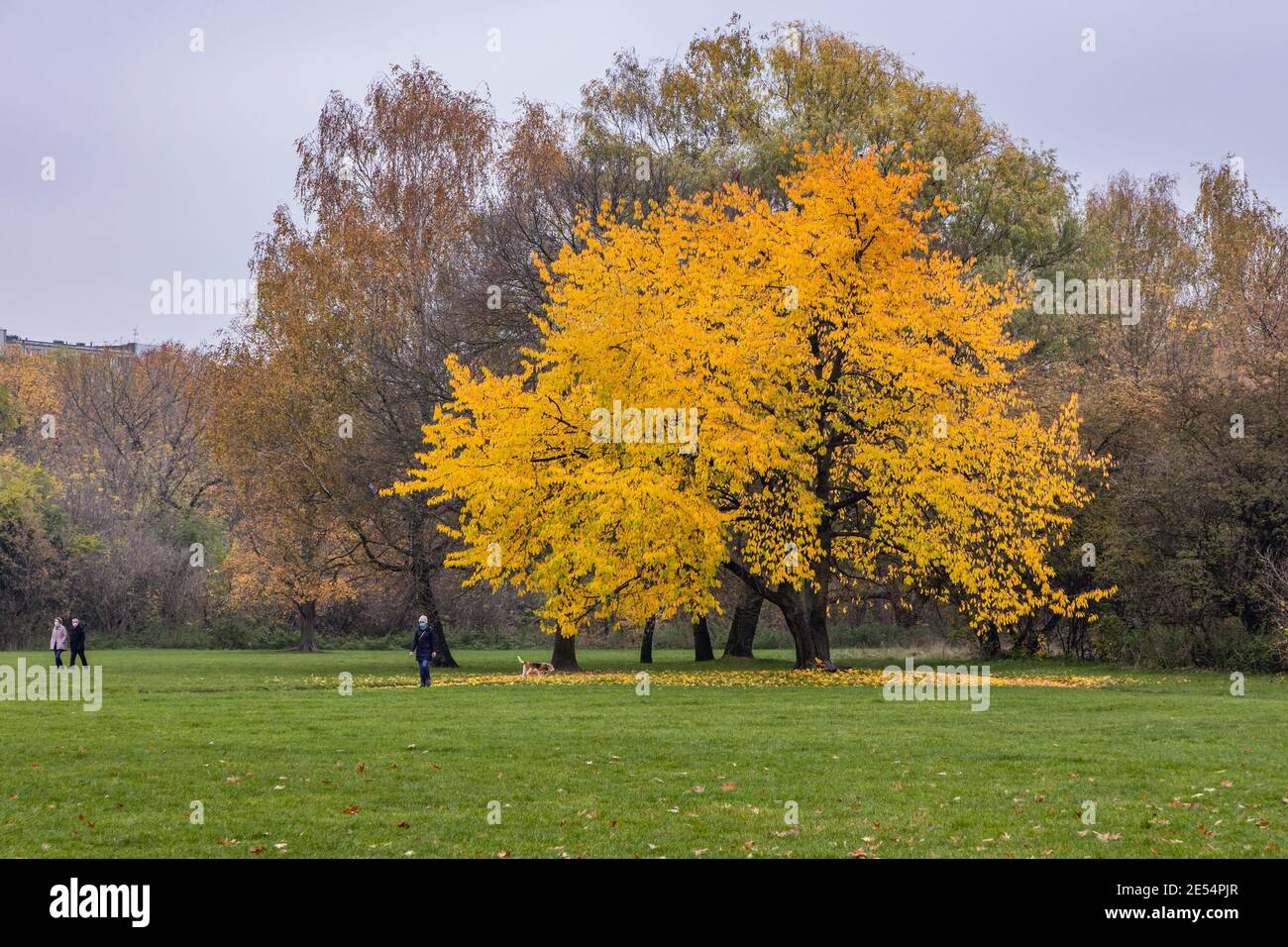 Yellow leaves of large tree in Pole Mokotowskie - Mokotow Field park in ...