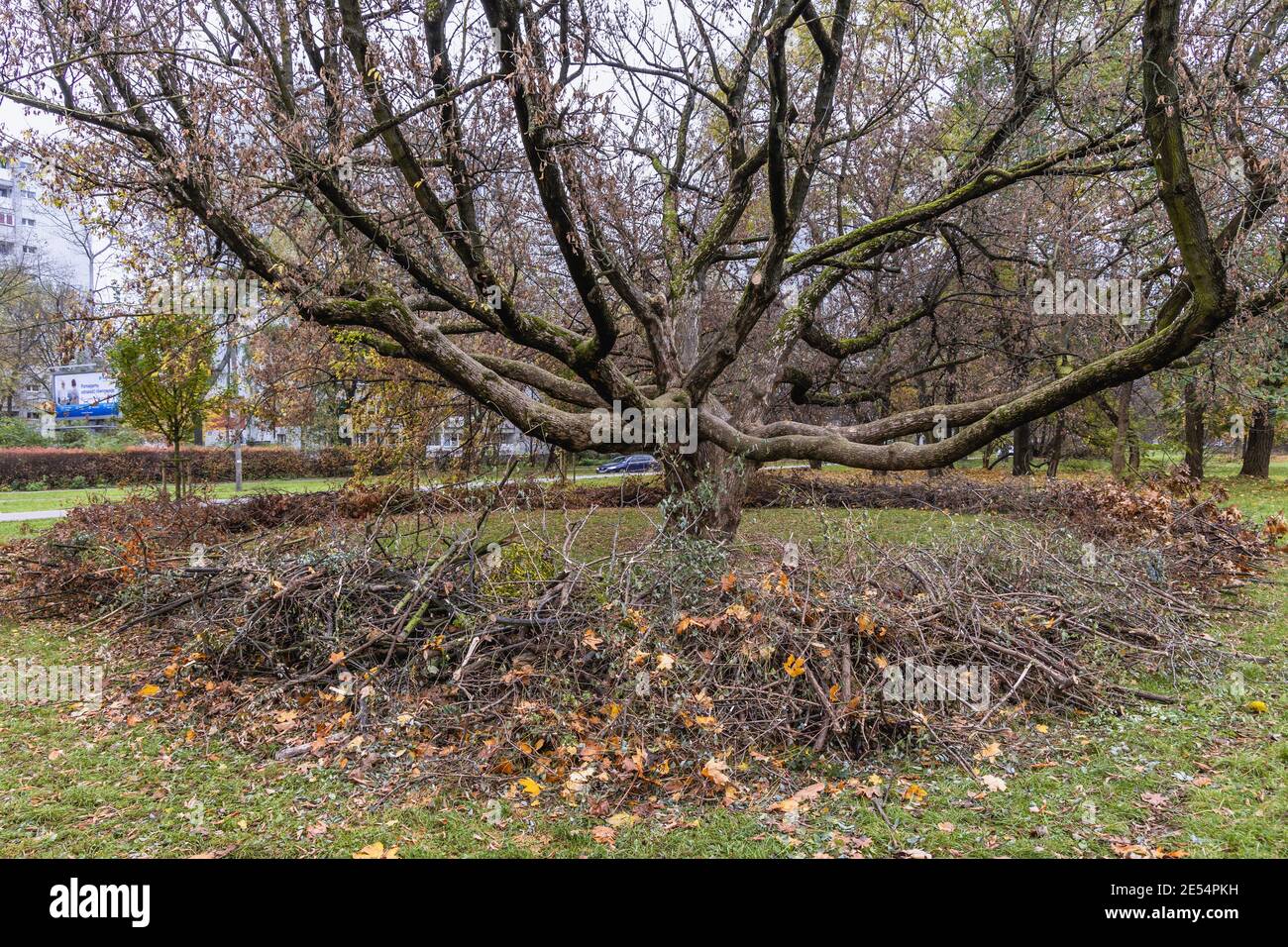 Cutted branches of old tree in Pole Mokotowskie - Mokotow Field park in ...