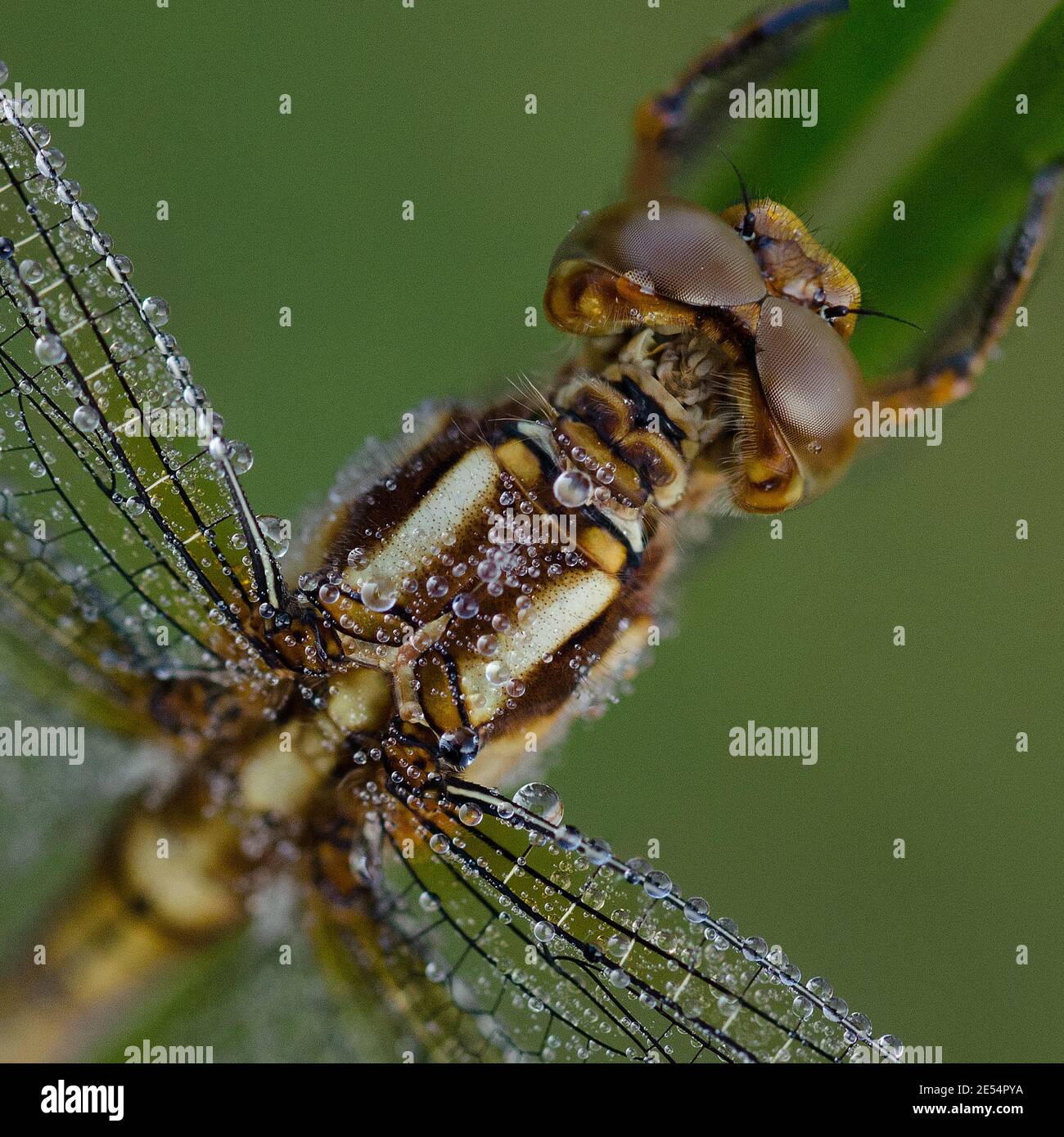 Ochre abdomen hi-res stock photography and images - Alamy