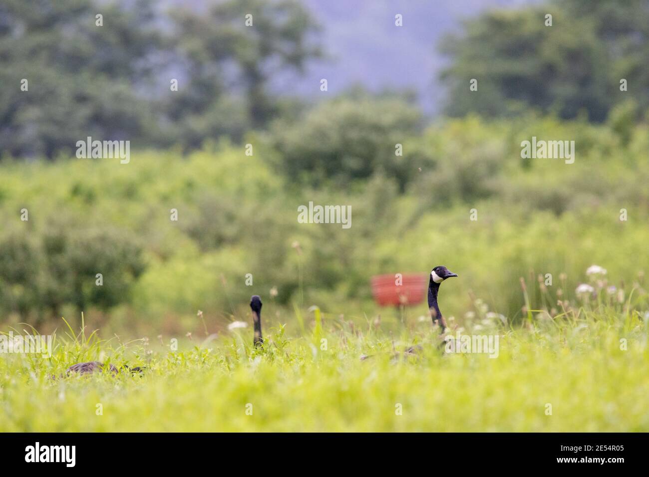 Shallow focus canadian goose hi-res stock photography and images - Alamy