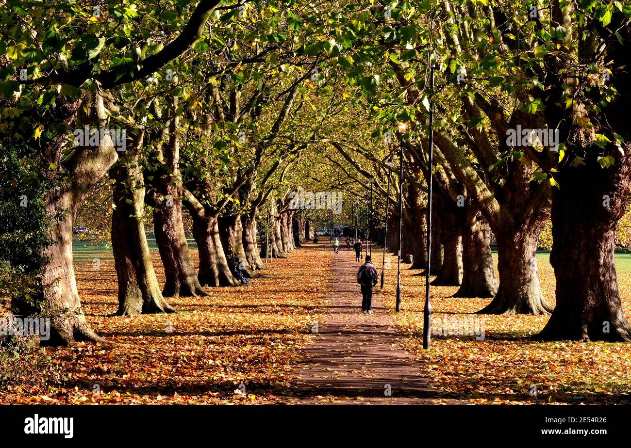 Pathway through tree lined park hi-res stock photography and images - Alamy