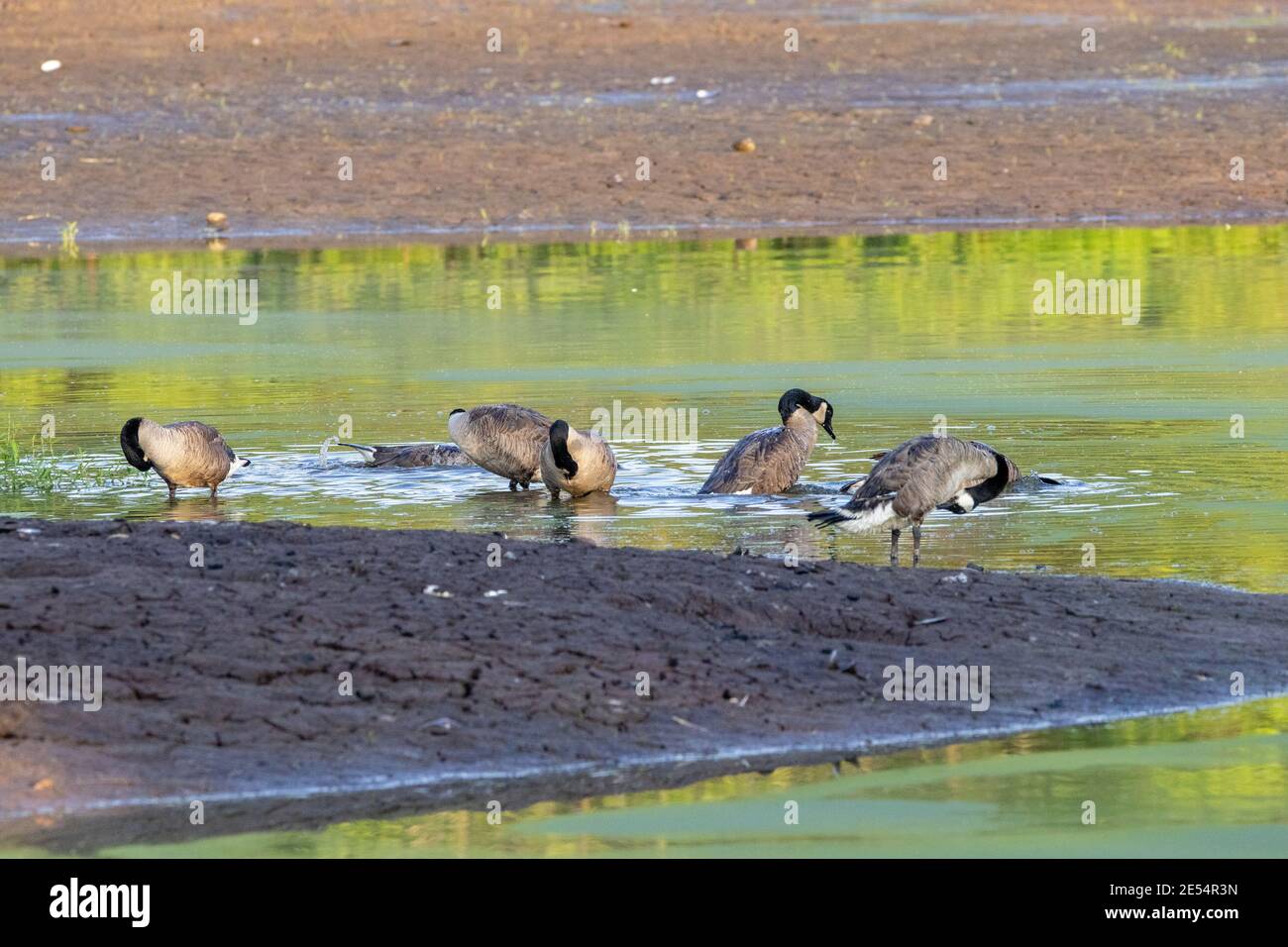 Canadian geese bathing in a lake in the early morning Stock Photo - Alamy