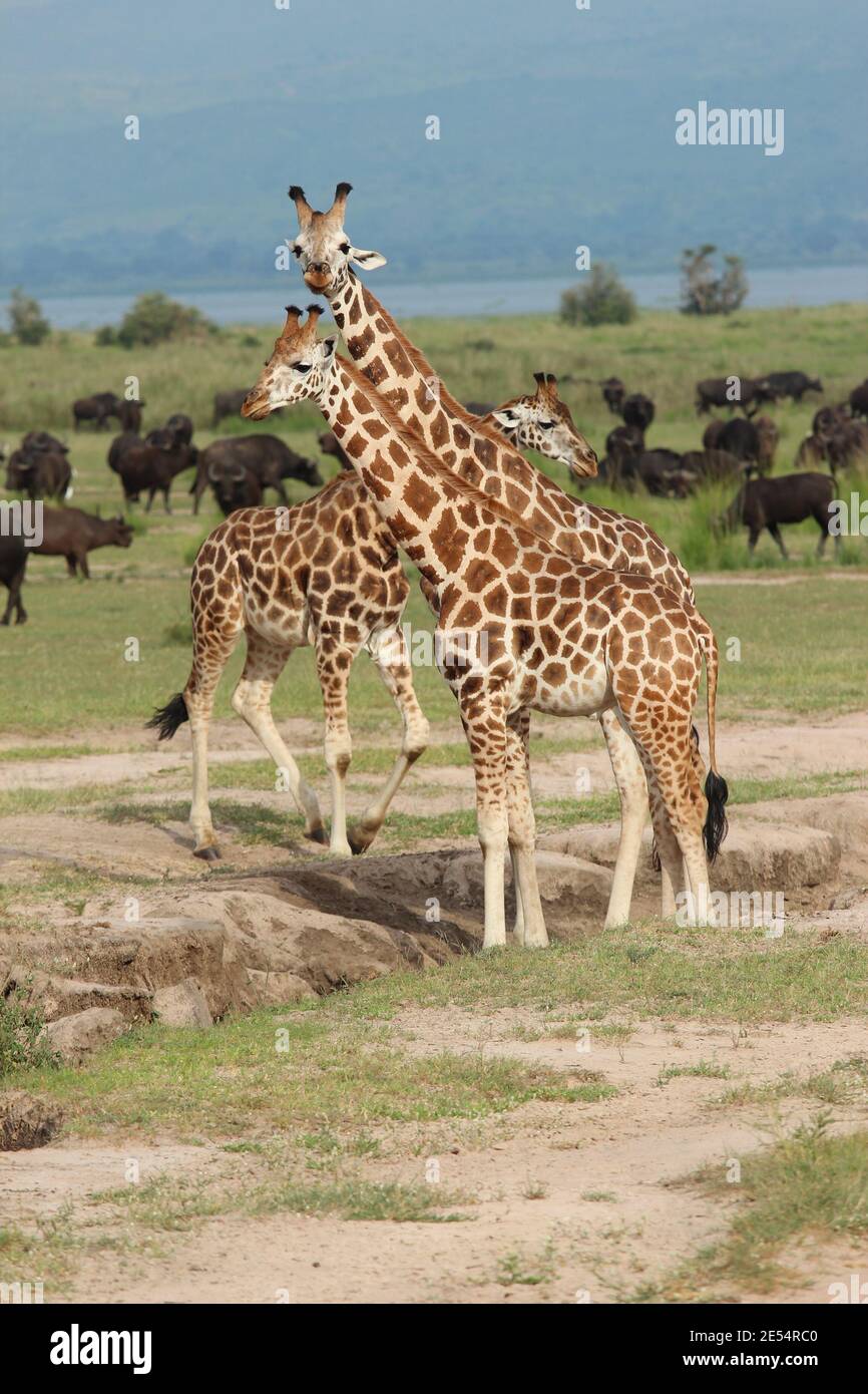 Buffalo nile hi-res stock photography and images - Alamy