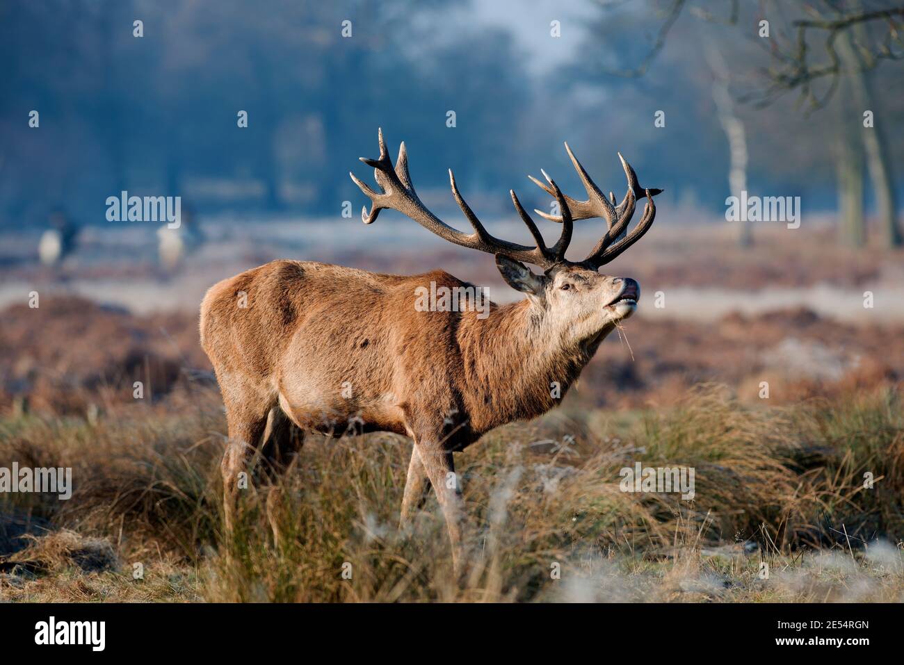 Deer rummaging for food hi-res stock photography and images - Alamy