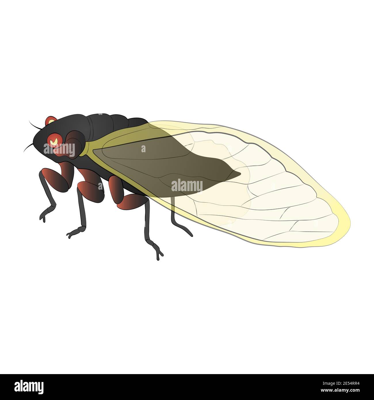 Cicadidae Stock Vector Images - Alamy