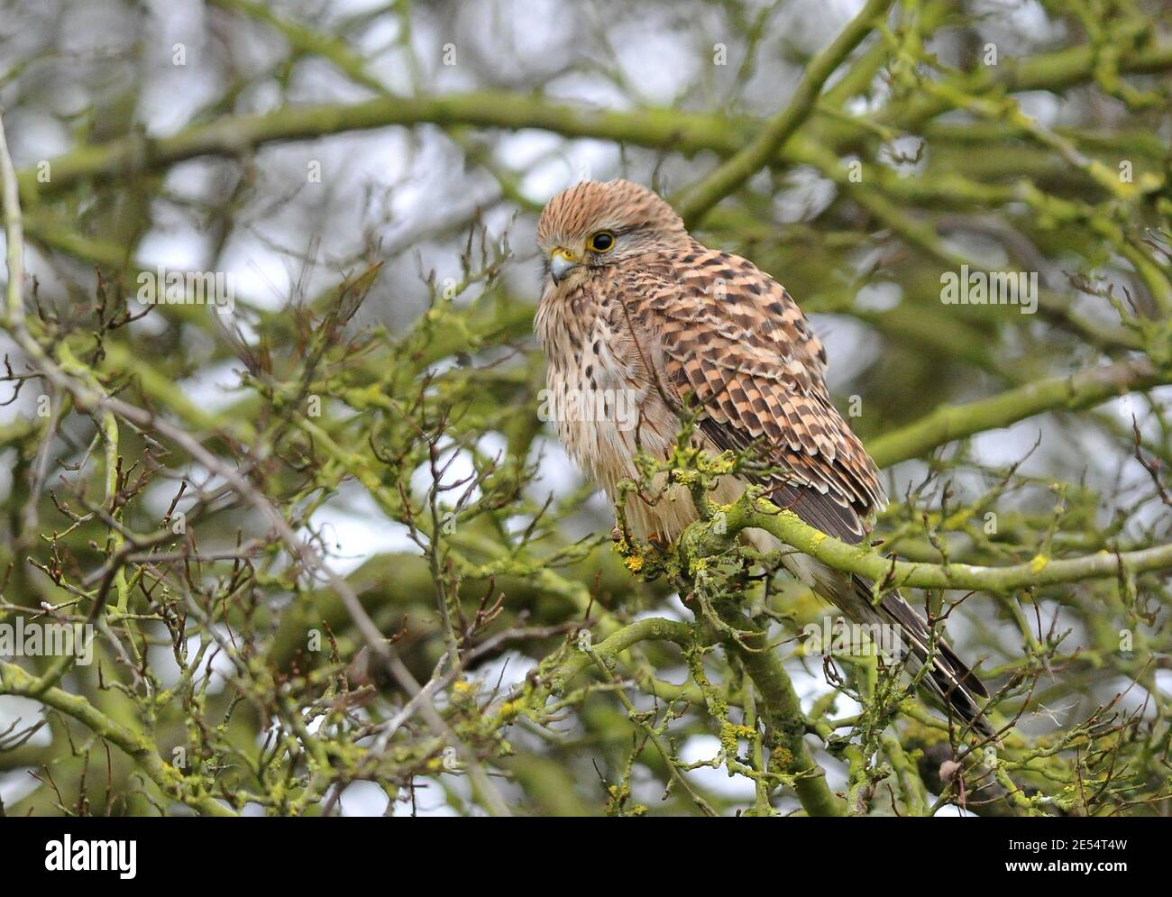 Female Kestrel resting in a tree Stock Photo - Alamy