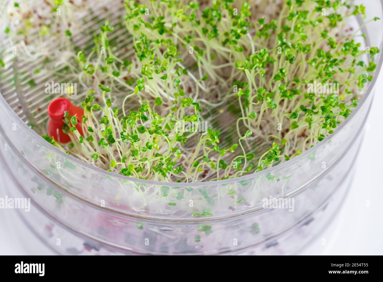 fresh broccoli sprouts in a transparent sprouter Stock Photo - Alamy