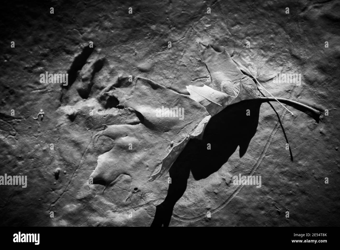 Wildlife in mud Black and White Stock Photos & Images - Alamy