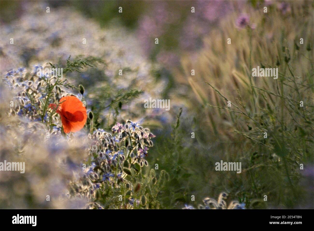 Poppy heads with crowns hi-res stock photography and images - Alamy