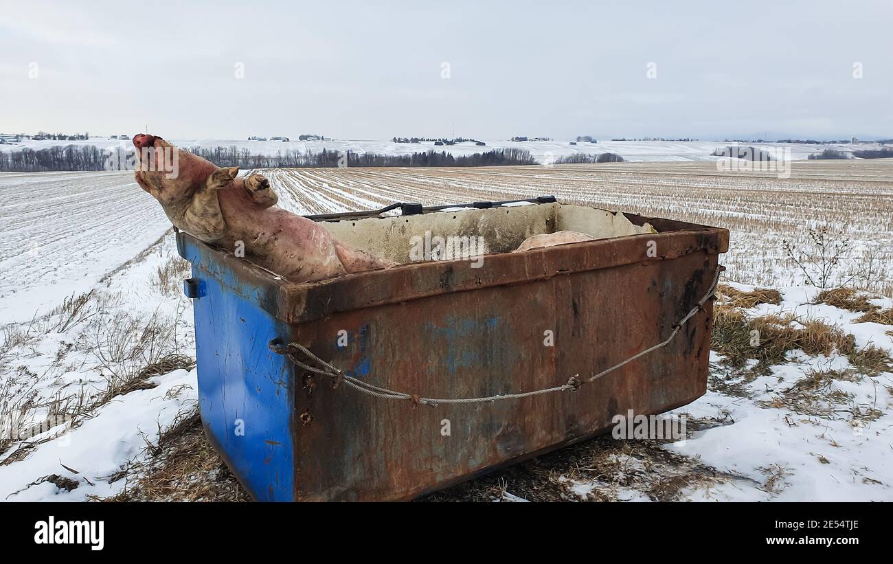 Dead Pig High Resolution Stock Photography and Images - Alamy