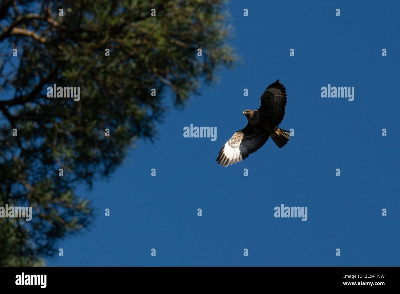 Buzzard scotland hi-res stock photography and images - Alamy