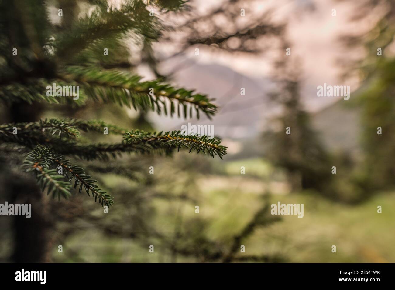 Tropical and subtropical coniferous forests hi-res stock photography ...
