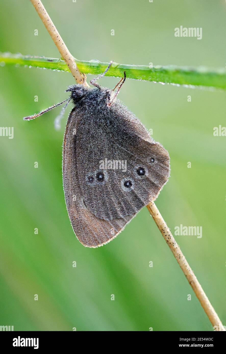 Rings on butterfly wings hi-res stock photography and images - Alamy