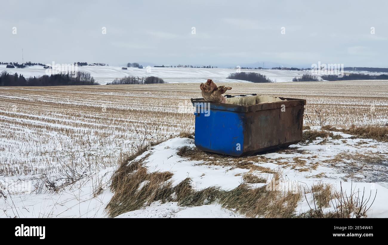 Hog angle view hi-res stock photography and images - Alamy