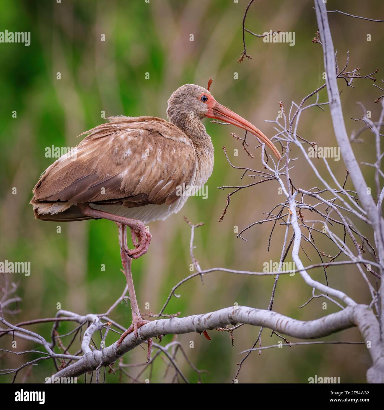 Ibis chick hi-res stock photography and images - Alamy