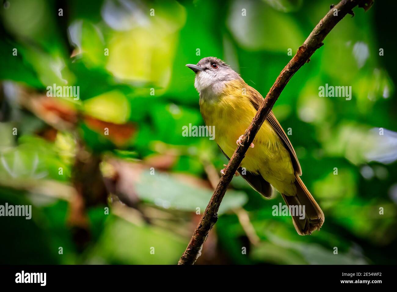A yellow-bellied bulbul in Borneo Stock Photo - Alamy