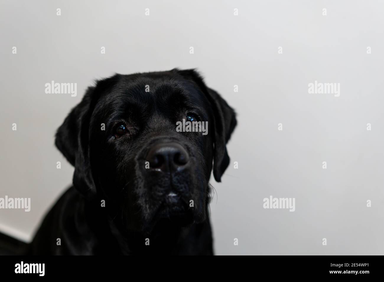 Portrait of a black labrador looking at the camera. View from above ...