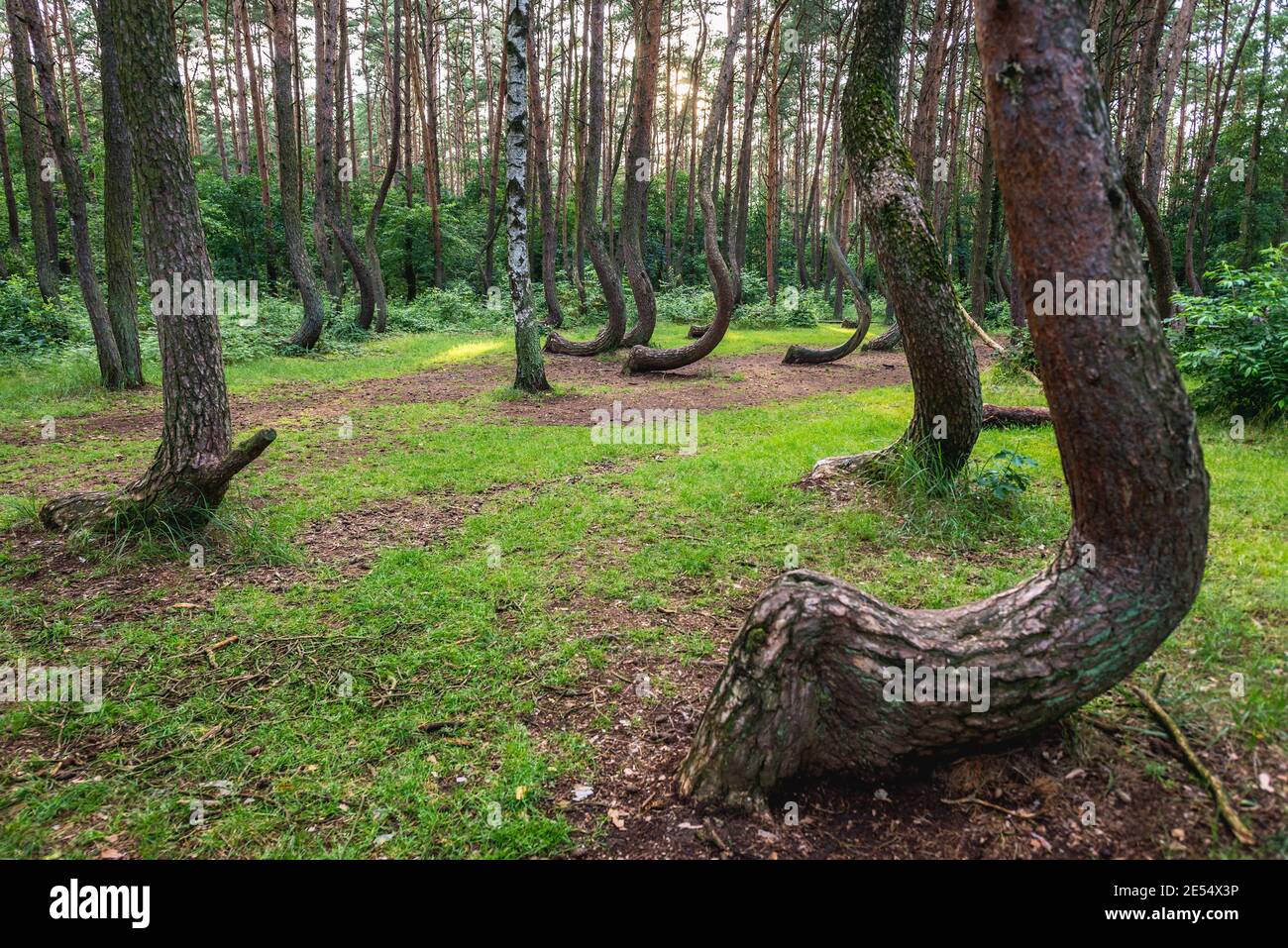 Distorted trees hi-res stock photography and images - Alamy